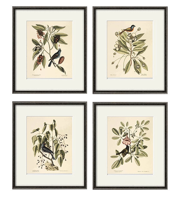 Antique Bird Print set Bird art print set antique prints bird