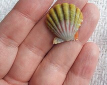 Popular items for sunrise shell on Etsy