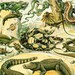 1897 Reptiles Snakes Turtles Antique Print by sofrenchvintage