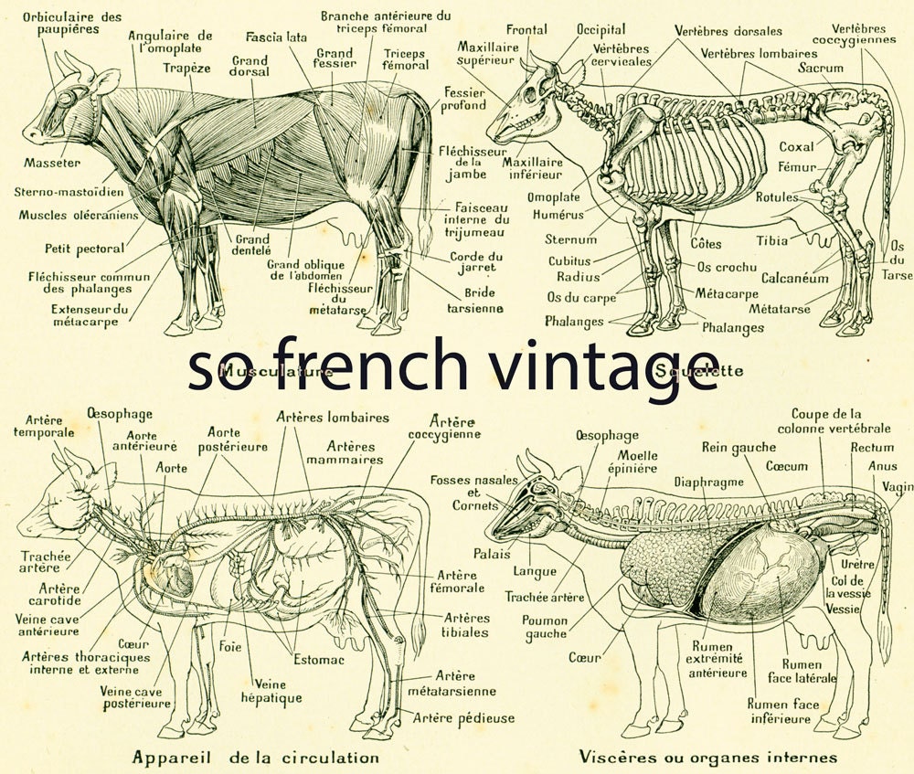 1922 Vache Bovin Bovidés Anatomie Animale. Vétérinaire.