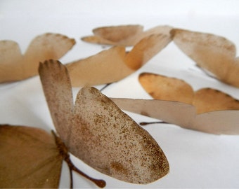 Bring your home to life with our incredible by Flutterframes