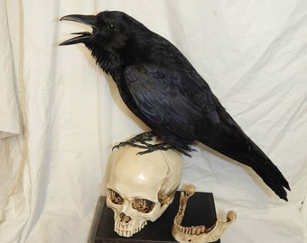 Skull crow | Etsy
