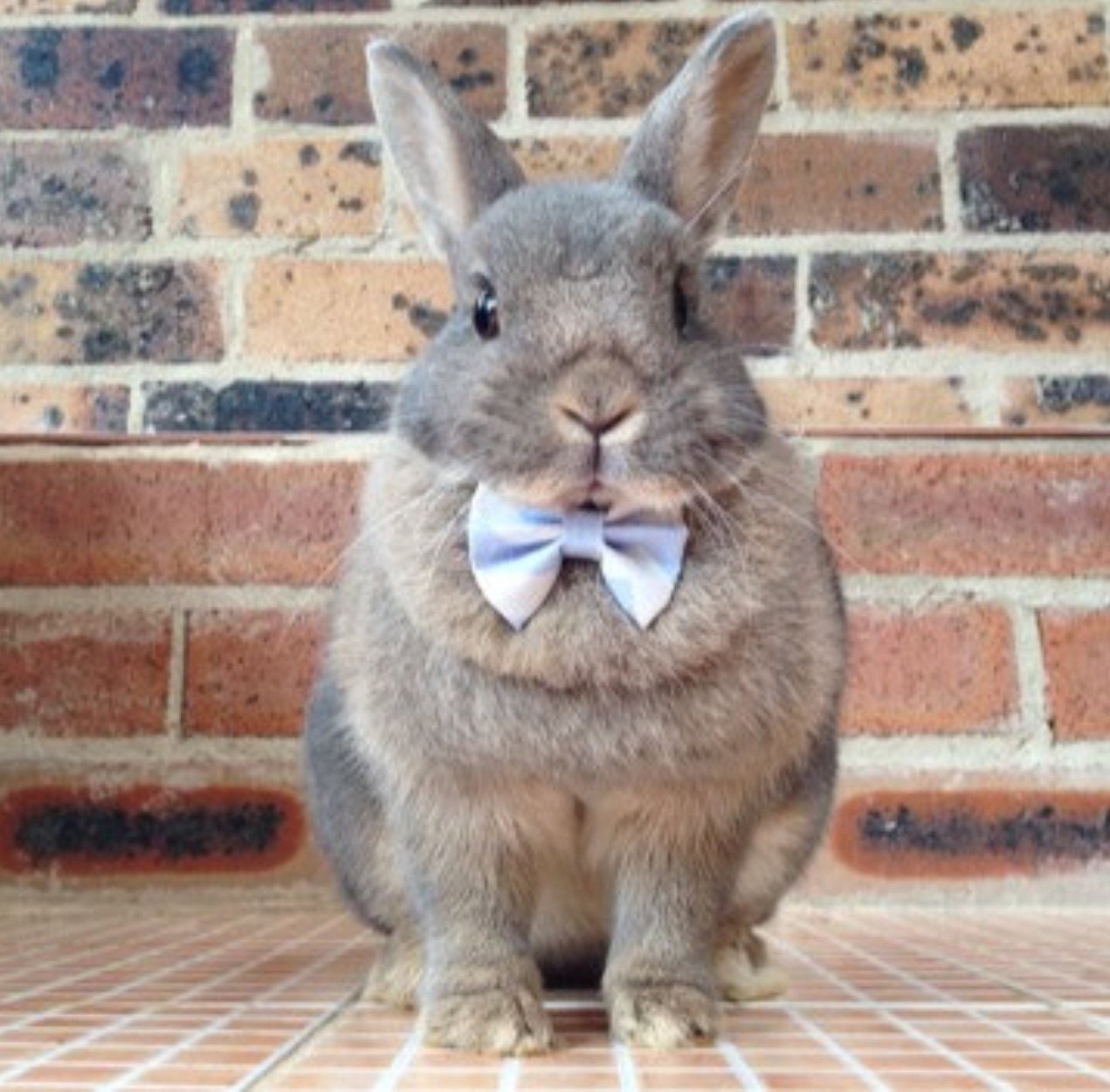 Light blue swirl bunny bow ties rabbit bow ties by HealthyNibbles