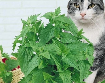 Unique catnip seeds related items | Etsy