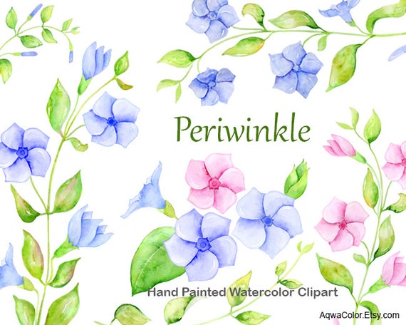Watercolor flower clipart Periwinkle commercial use clipart