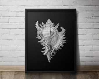 Seashell art print | Etsy