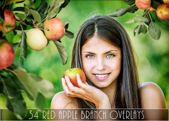 34 Red Apples Branch Photoshop Overlays Apple Tree Fruits