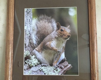 Naughty squirrel | Etsy