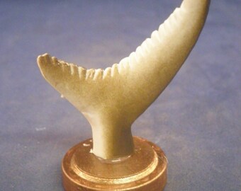 Unique shark trophy related items | Etsy