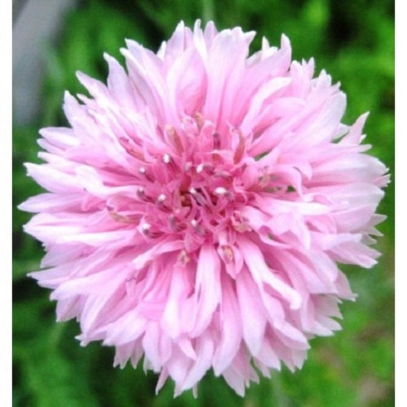 Pink Bachelor's Button Cornflower Flower by YouMakeMeSmileSeeds