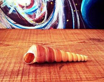 Seashell pipe | Etsy