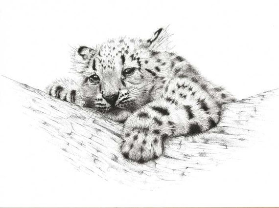 Artwork Snow Leopard Cub. Limited Edition 25 fine by DaisyClaridge