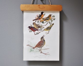 Meadowlark bird | Etsy