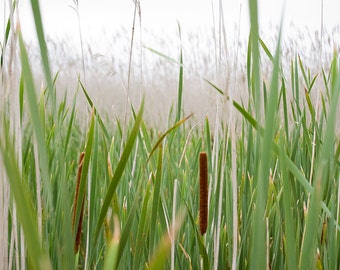 Cattails and grass | Etsy