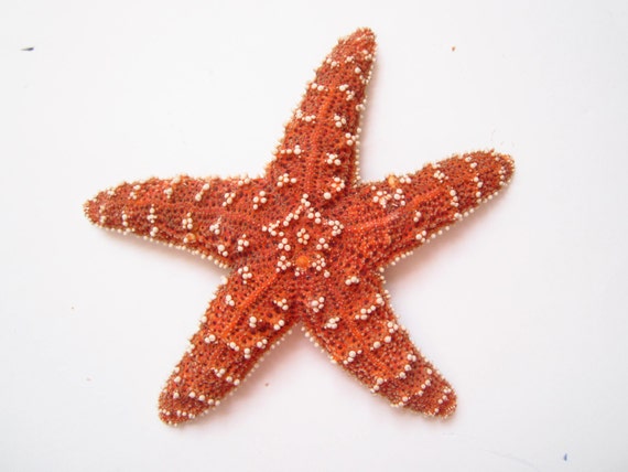 Sugar Starfish-One Sugar Starfish 3-4Sugar Starfish