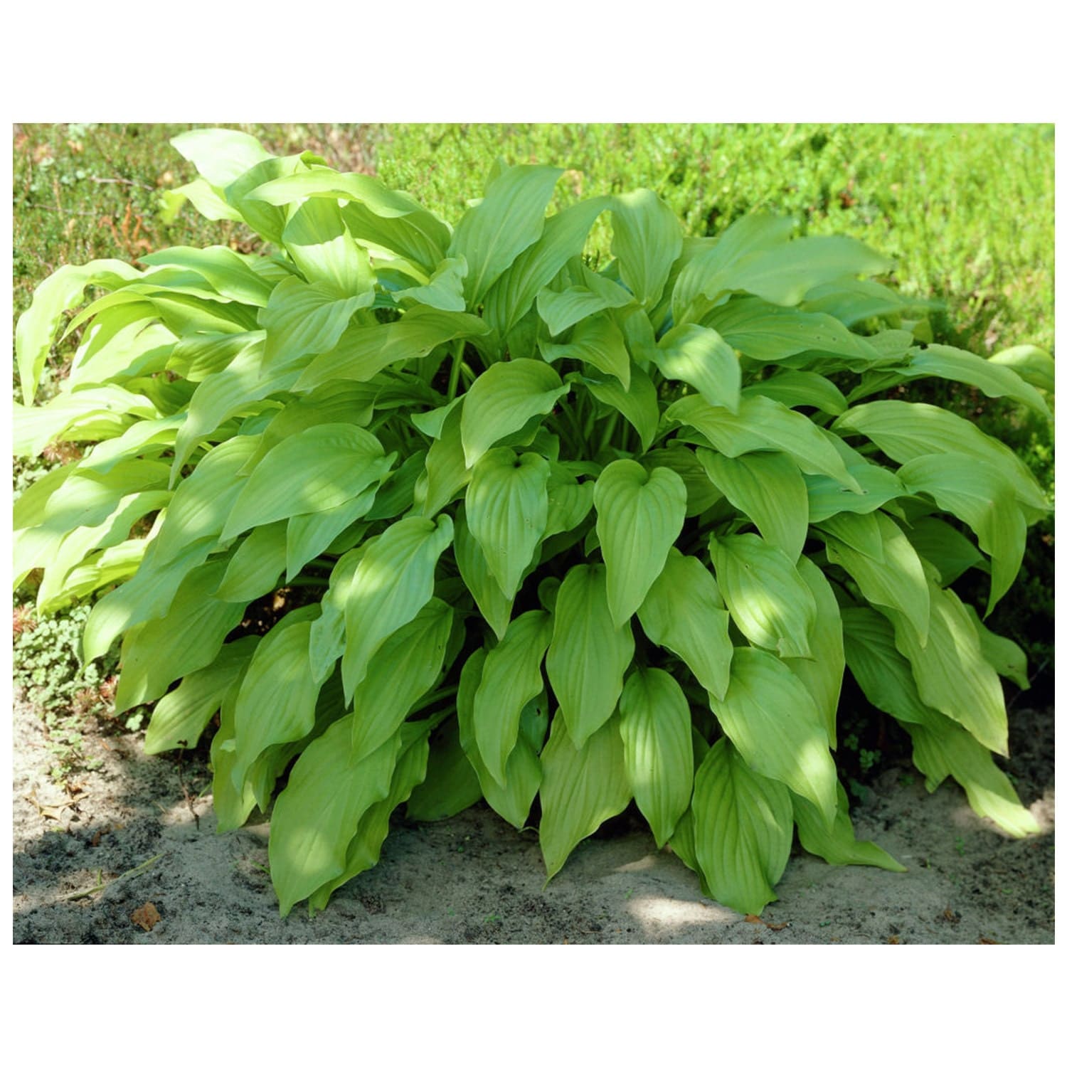 Honeybell Hosta Potted Plant Perennial Landscaping