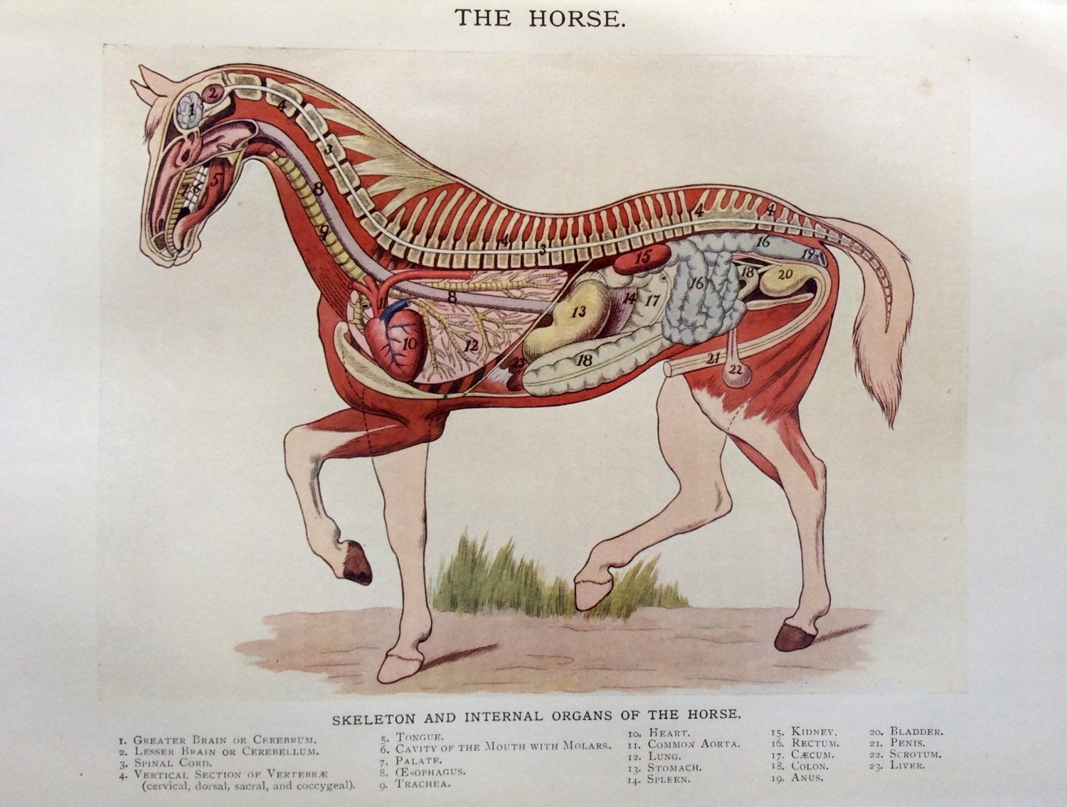 Vintage 1920s veterinary dissection print of a horse with accompanying ...