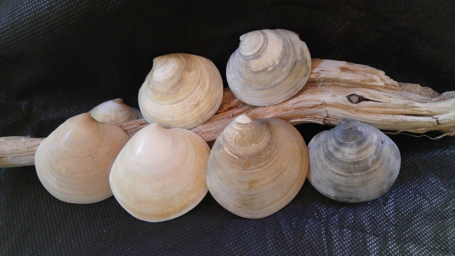 10 Gray Dosinia Shells shells for decorating gray shells