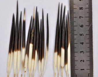 Multipack 26 DRILLED CUT Porcupine Quills Needles