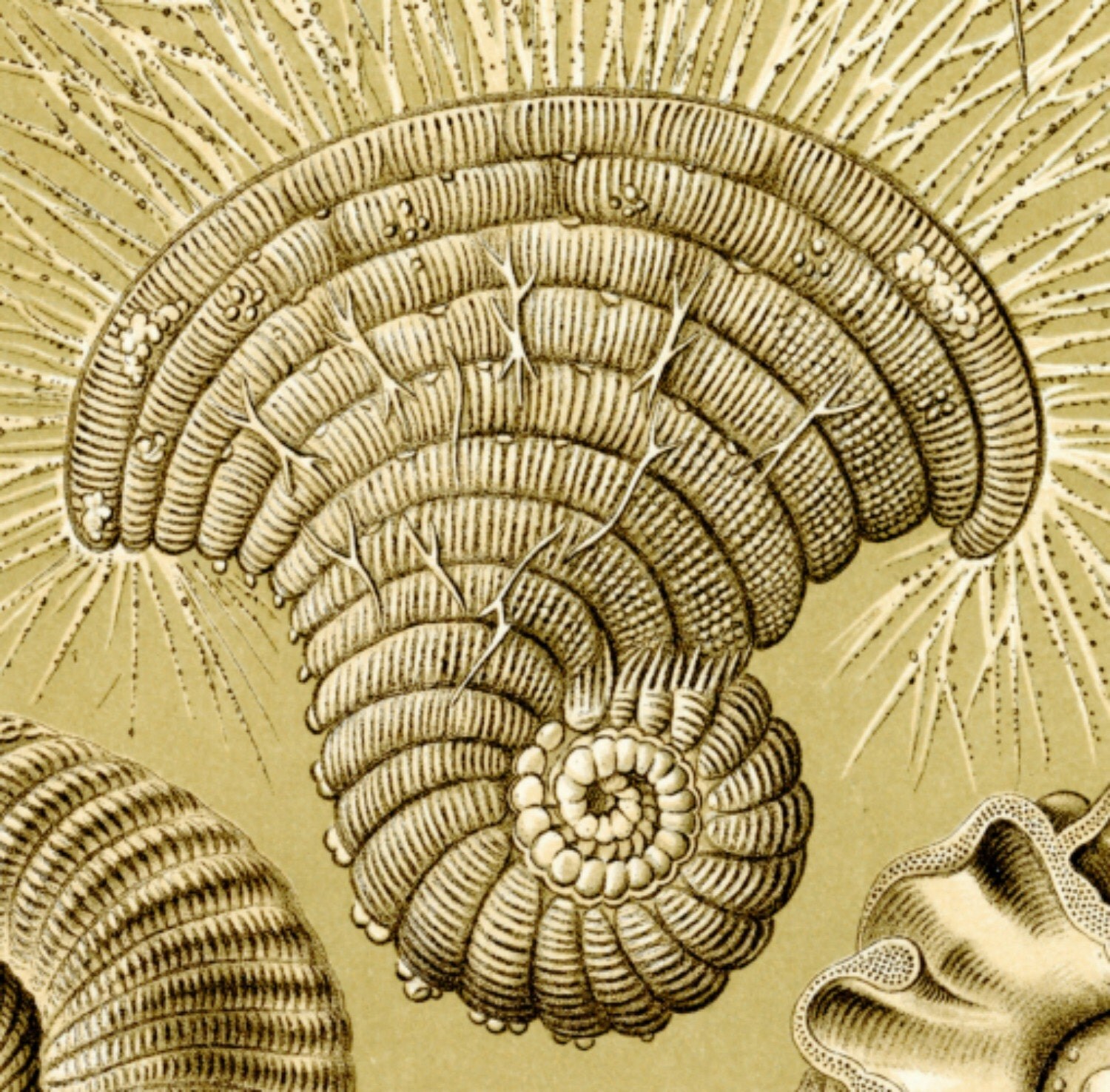 Scientific Illustration Snail Shells Illustration
