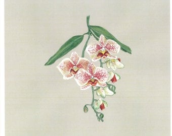 Orchid painting | Etsy