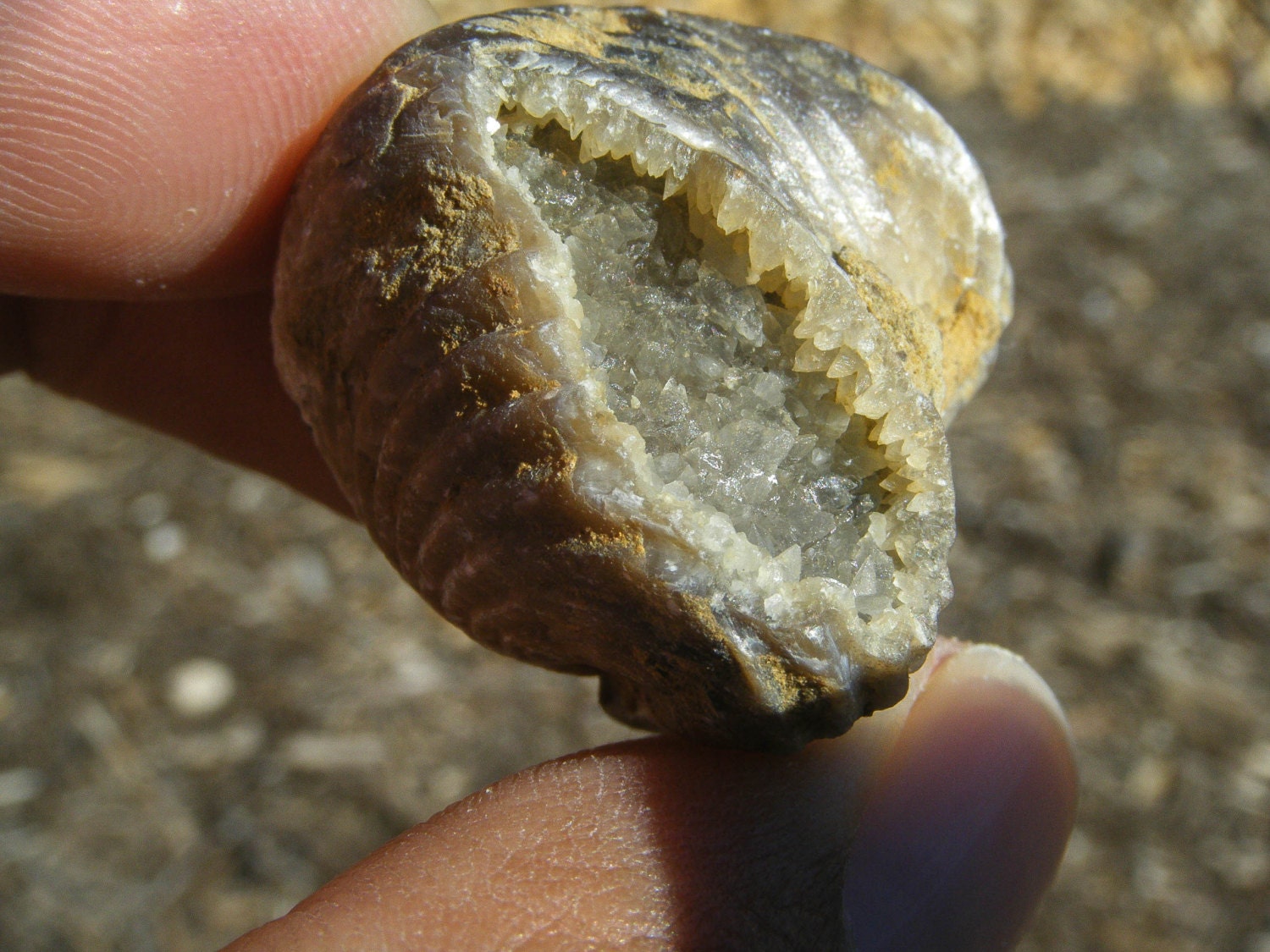 Clam Shell Fossil with Calcite Crystal Cave from by QuantumQuartz
