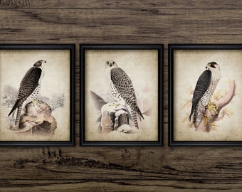 Birds of prey | Etsy