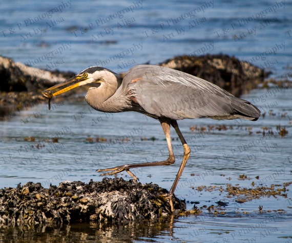 bird photo bird wall art Great Blue Heron home decor