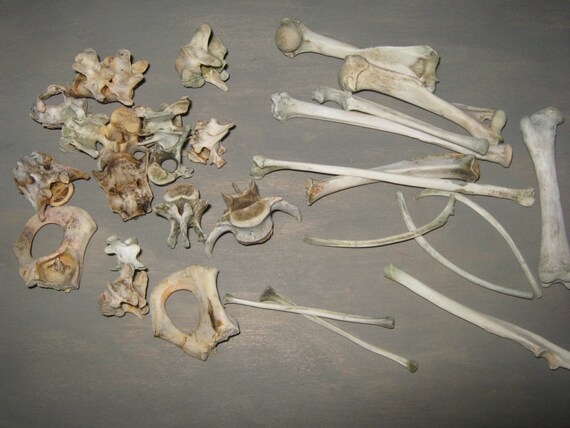 Animal bones small animal random bones vulture culture