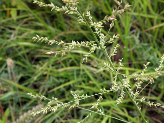 Panicum anceps | Beaked Panicgrass | 100_Seeds from BuyRareSeeds on ...