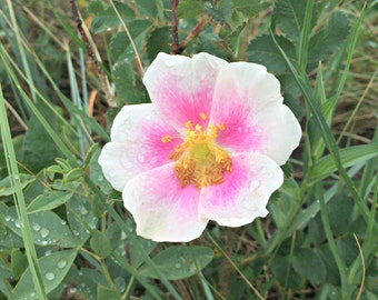 Wild prairie rose | Etsy