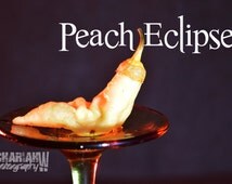 Unique eclipse related items | Etsy