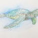 sea turtle color pencil drawing image size 9x11 paper size
