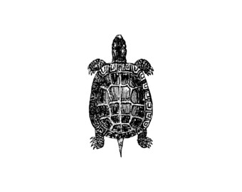 Turtle stamp | Etsy