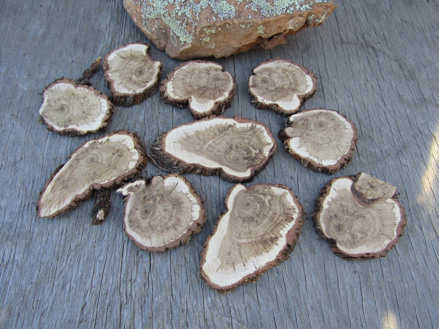 10 unique Juniper tree slices- wooden craft discs/tree cookies/wood ...
