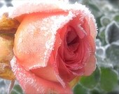 Items similar to DIGITAL DOWNLOAD Frosted Rose, a peachy pink rose ...