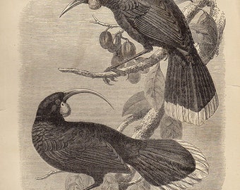 Vintage Antique Birds Prints The World's by VintageInclination