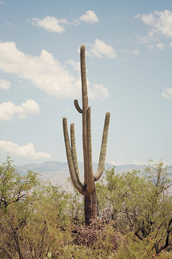 Arizona Photography, Saguaro Print, Cactus Photograph, Tucson, native ...