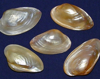 Pink mussel shell | Etsy