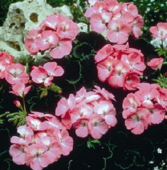 Geranium Seeds Zonal Black Velvet Rose Geranium 15 Seeds