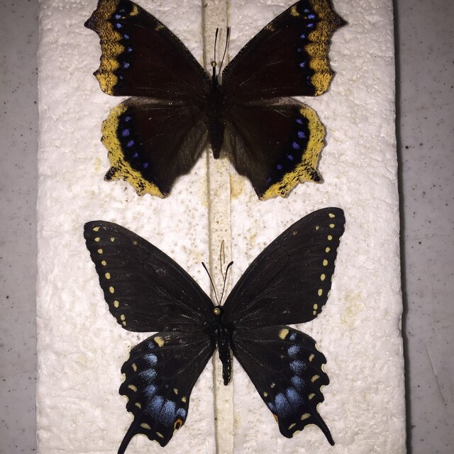 Elusive Butterflies of Love Art/Bugs In My House by BugsInMyHouse