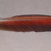 Scarlet Macaw Wing Feather Quill Pen Spellwriting Set