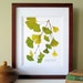 Pressed Ginkgo leaves print 11x14 double matted botanical