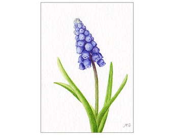 Muscari | Etsy