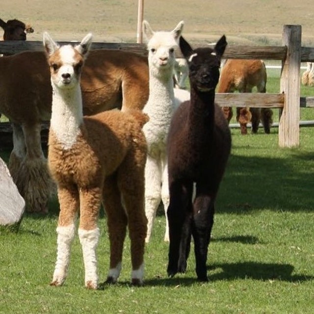 Alpaca yarn alpaca fiber alpaca socks. A to Z by AtoZAlpacas