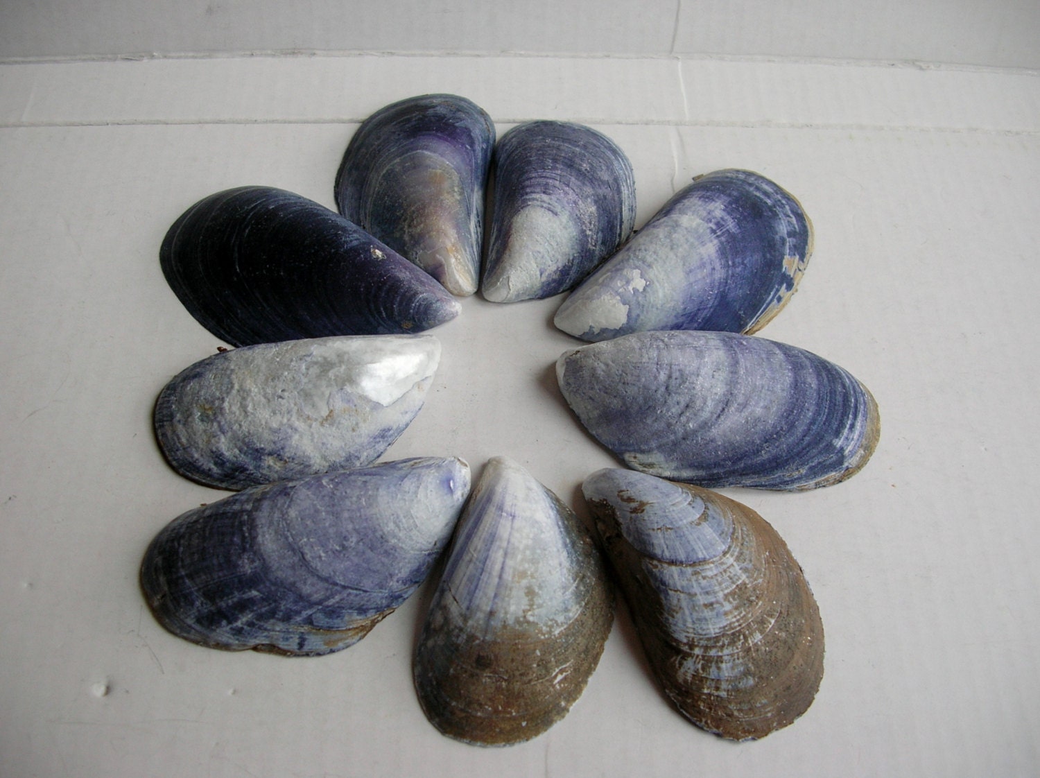 9 Blue Mussel Sea Shells / Seashells