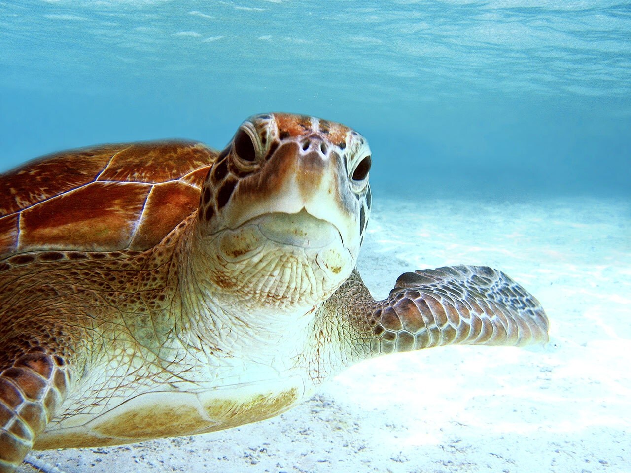 Close up Portrait of Endangered Green Sea Turtle Sea Turtle