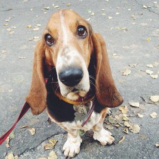 Baubles for dogs and its owners by BaublesDog on Etsy