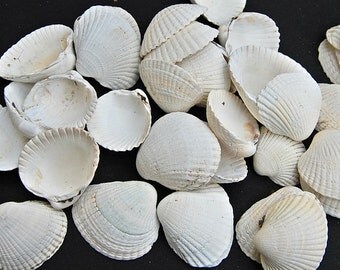 Natural sea shells | Etsy