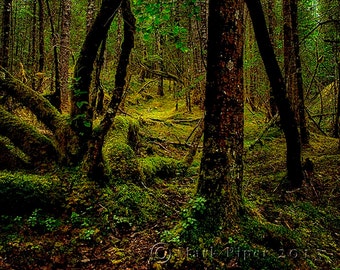 The hidden path | Etsy